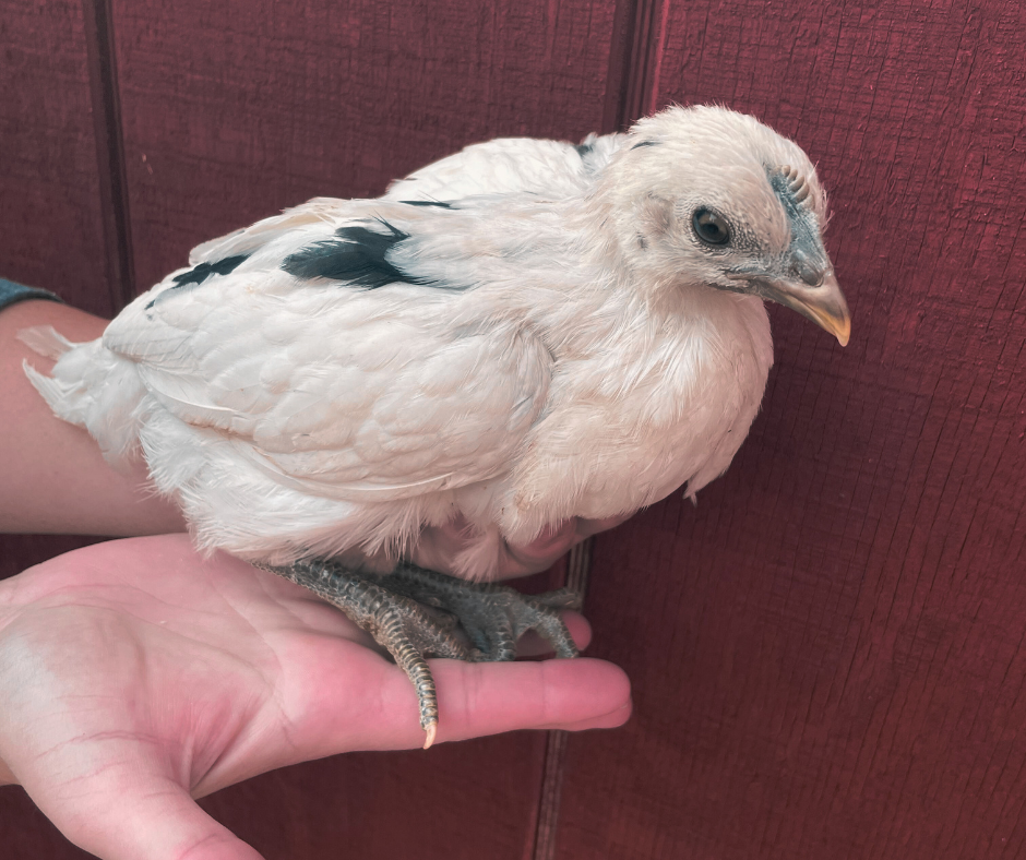 Zombie Chicken | For My Daughters Farm