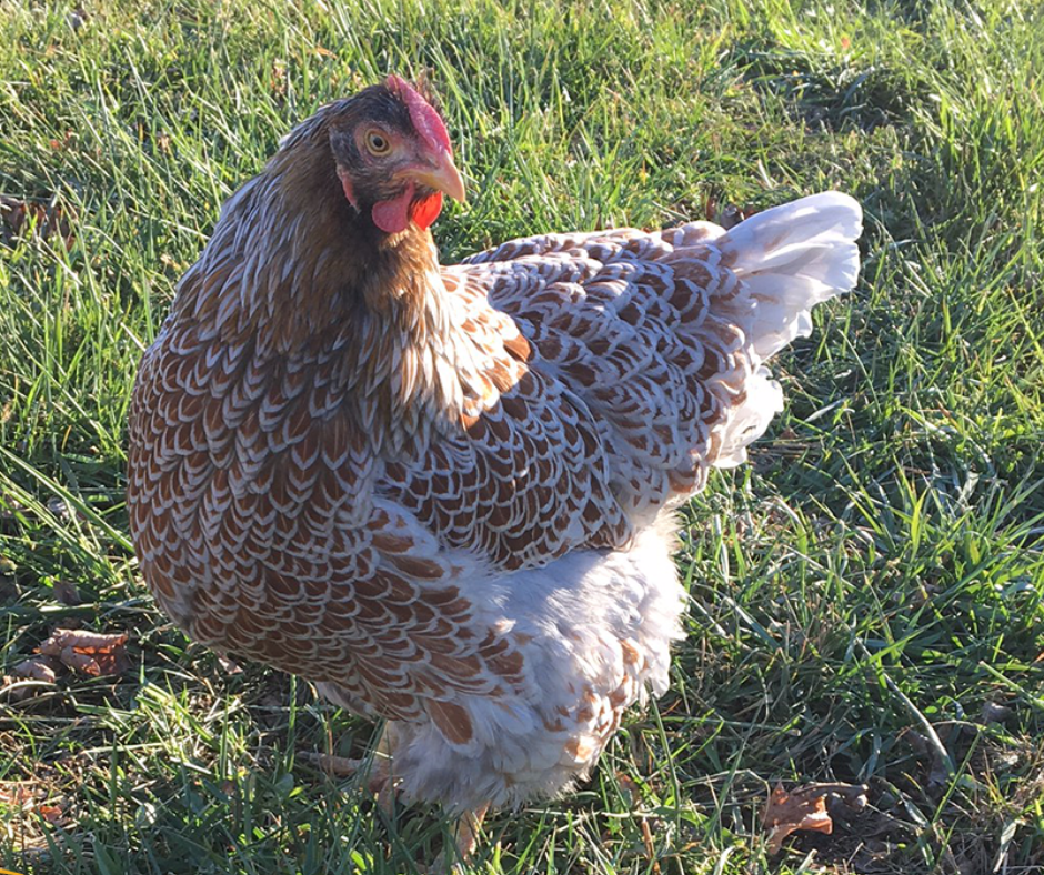 Blue Laced Red Wyandotte | For My Daughters Farm