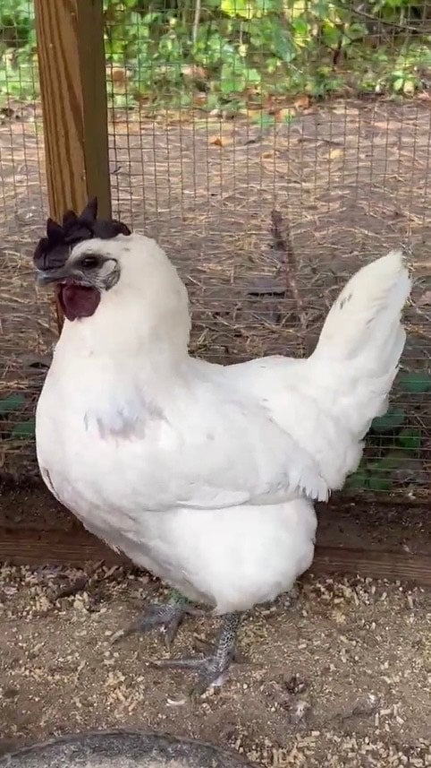 Zombie Chicken | For My Daughters Farm