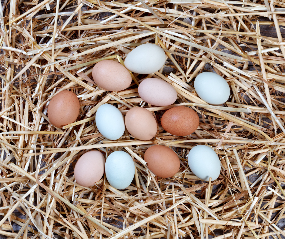 blue easter egger eggs