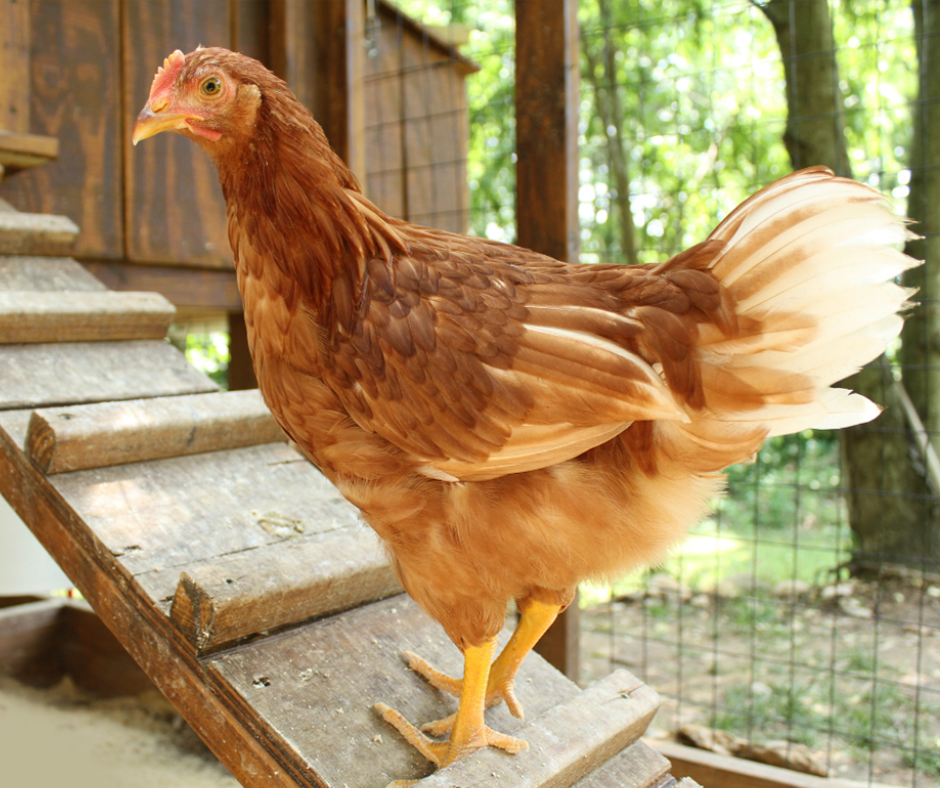 Starlight Green Egger | For My Daughters Farm
