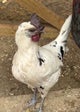 Zombie Chicken | For My Daughters Farm