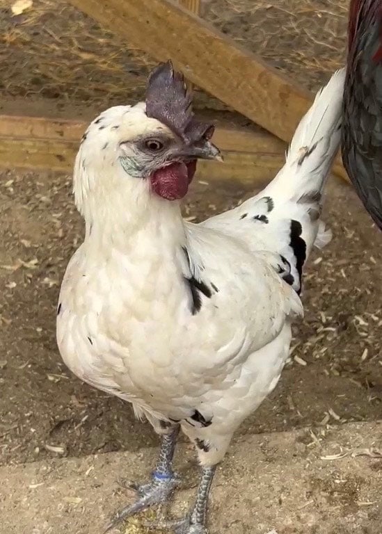 Zombie Chicken | For My Daughters Farm