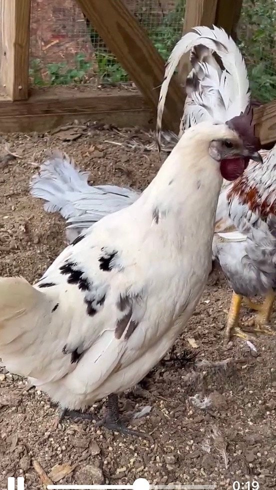 Zombie Chicken | For My Daughters Farm