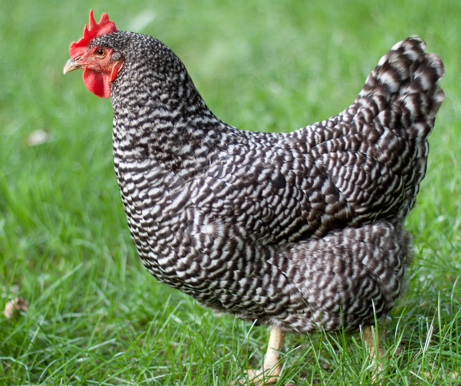Plymouth Barred Rock | For My Daughters Farm
