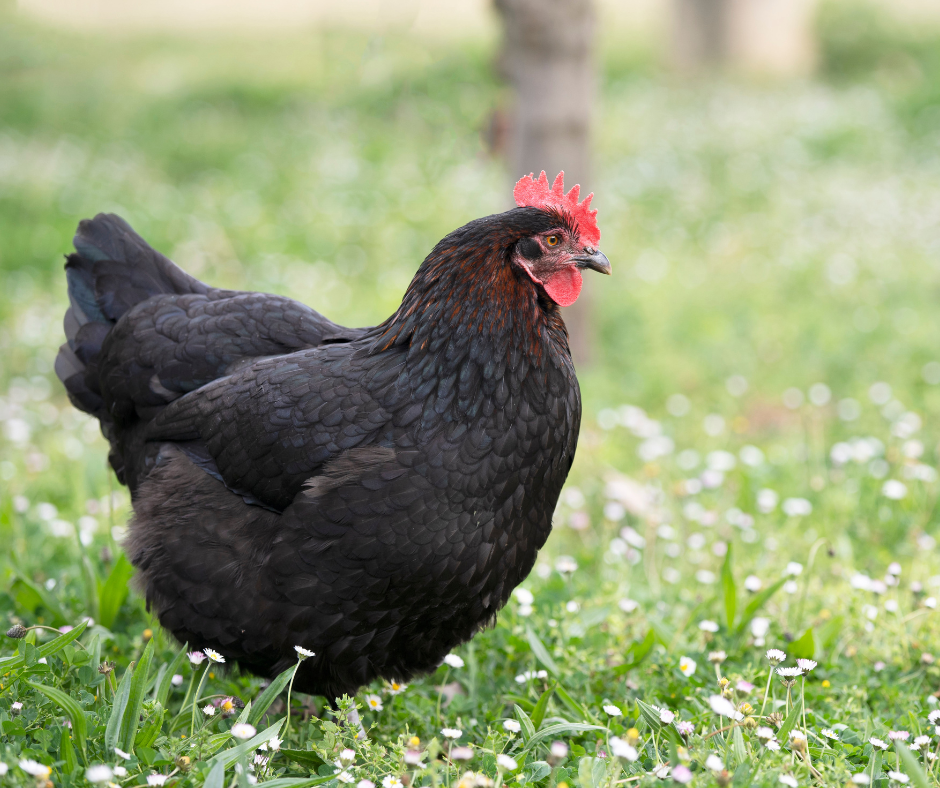 French Black Copper Maran | For My Daughters Farm