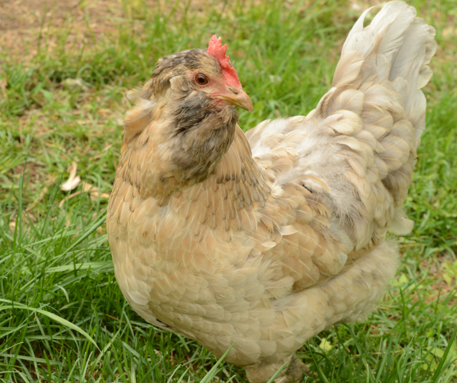 Americana/Easter Egger | For My Daughters Farm